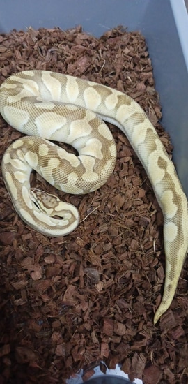 Pastel Enchi Lesser Het Desert Ghost Het Genetic Stripe 50% Het Cryptic Ball Python by Simpson ...