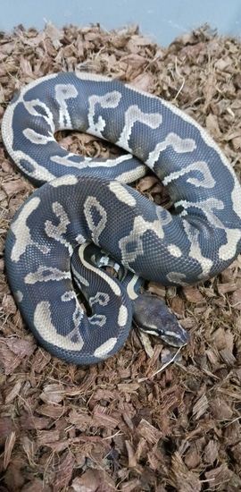 Leopard Mojave Het Clown 50% Het Pied Ball Python by Simpson Exotics