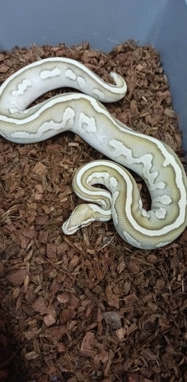 Leopard Lesser Flame Het Desert Ghost 50% Het Cryptic Ball Python by ...