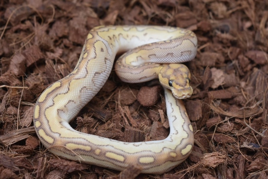 Lesser Clown Ball Python by Simpson Exotics