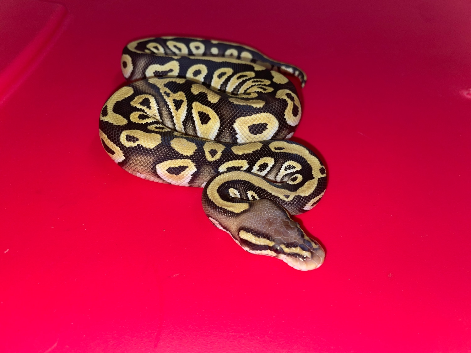 Pastave Ball Python by SunRise Reptiles LLC - MorphMarket