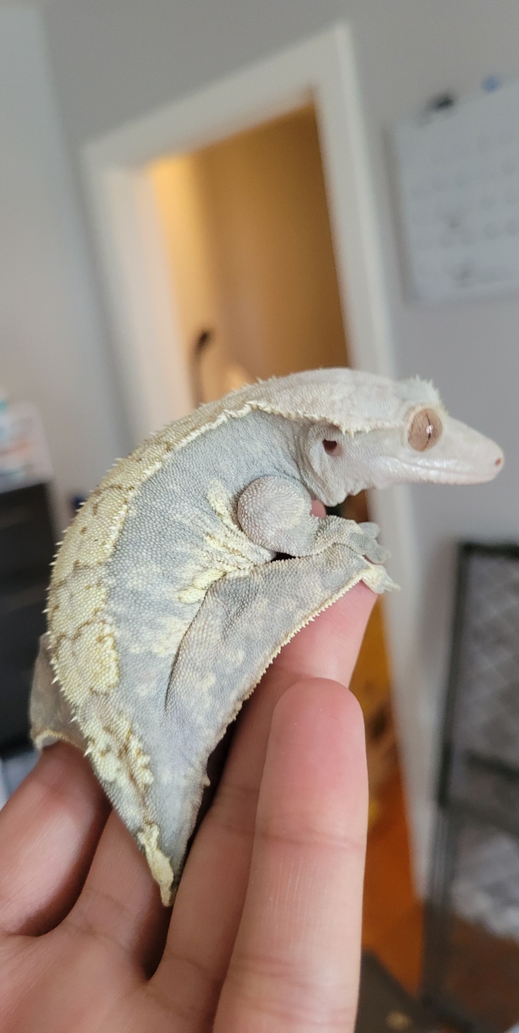 RTB Lavender Extreme Harlequin Crested Gecko by Big Belly Reptiles ...