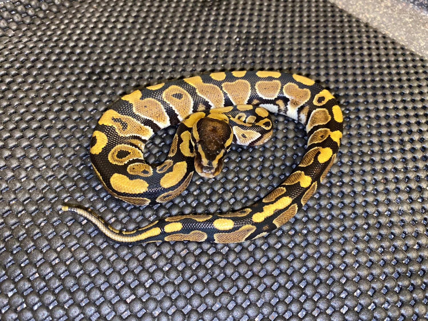 Yellow Belly X Dinker Ball Python by Sincere Exotics - MorphMarket
