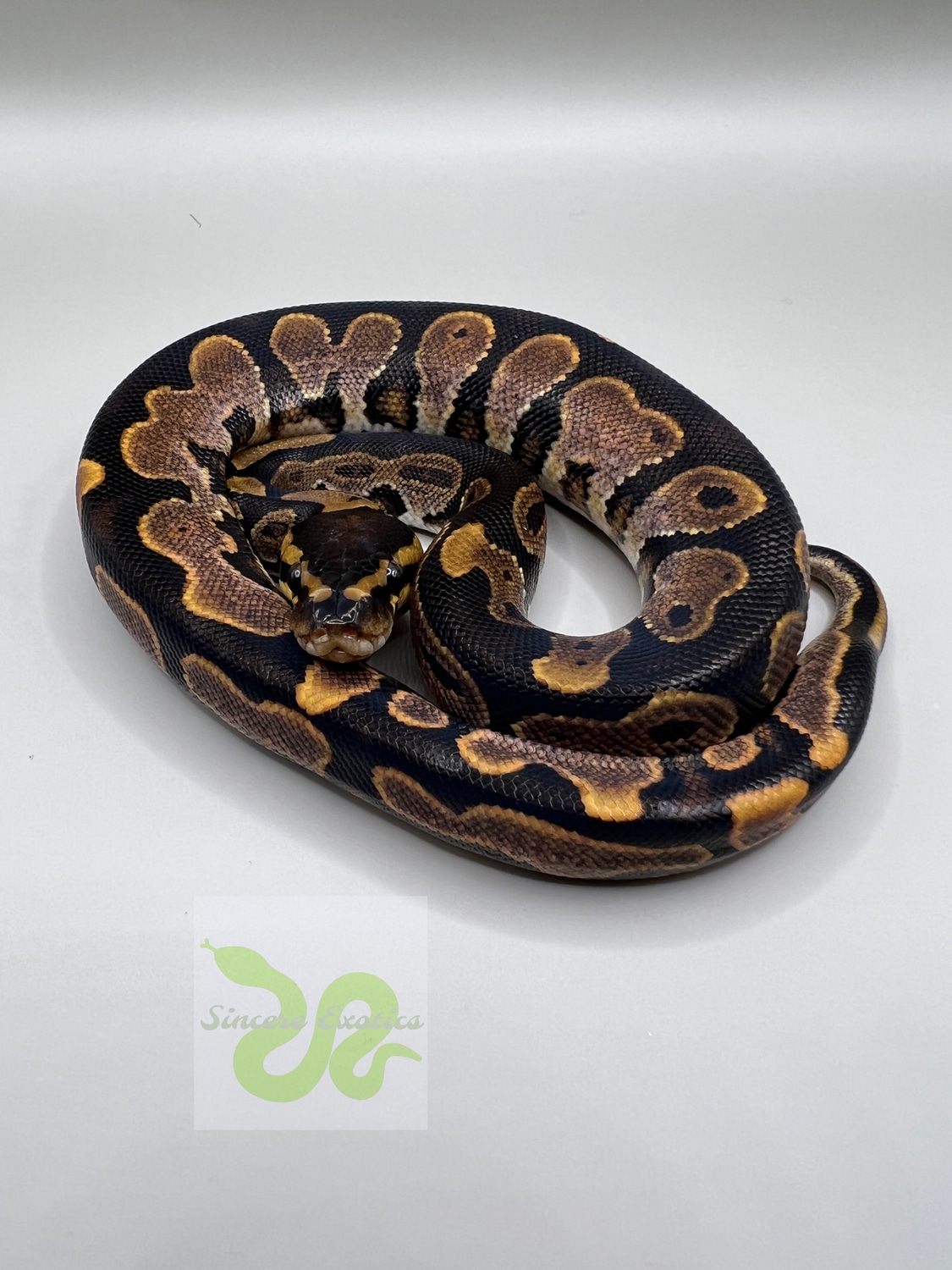 Calico Nr Mandarin Ball Python by Sincere Exotics - MorphMarket