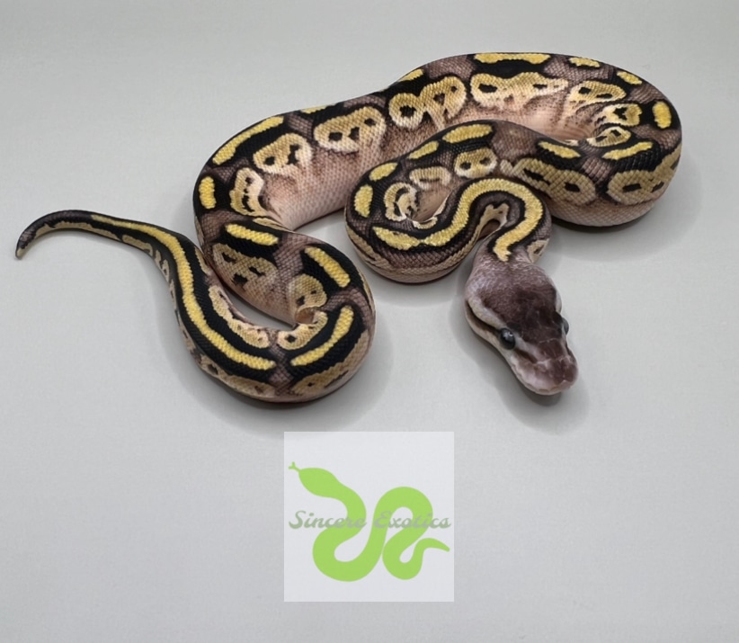 WORLDS FIRST💥💥 Nr Mandarin Calico Pastel Bongo Ball Python by Sincere ...