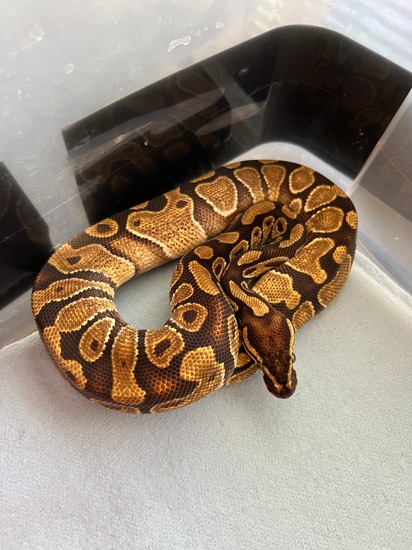Enchi Yellow Belly Dinker Ball Python by Sincere Exotics