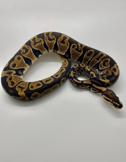 Volta Ball Python by Sin City Exotics - MorphMarket