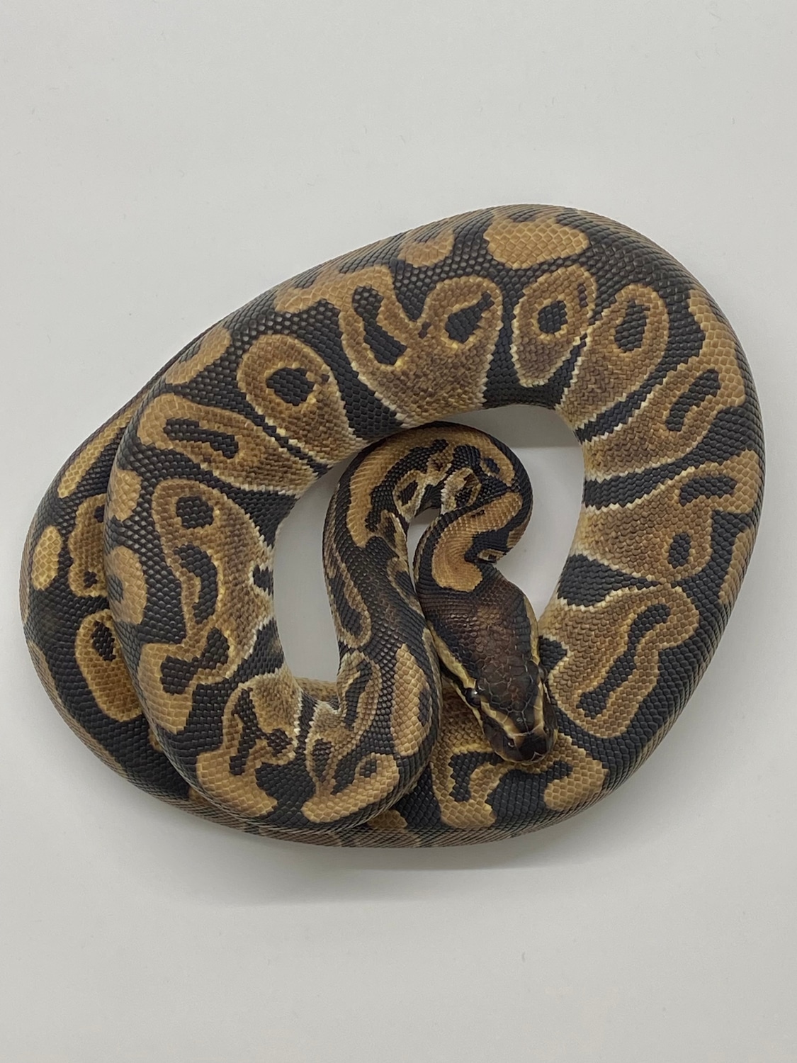 Volta Ball Python by Sin City Exotics - MorphMarket