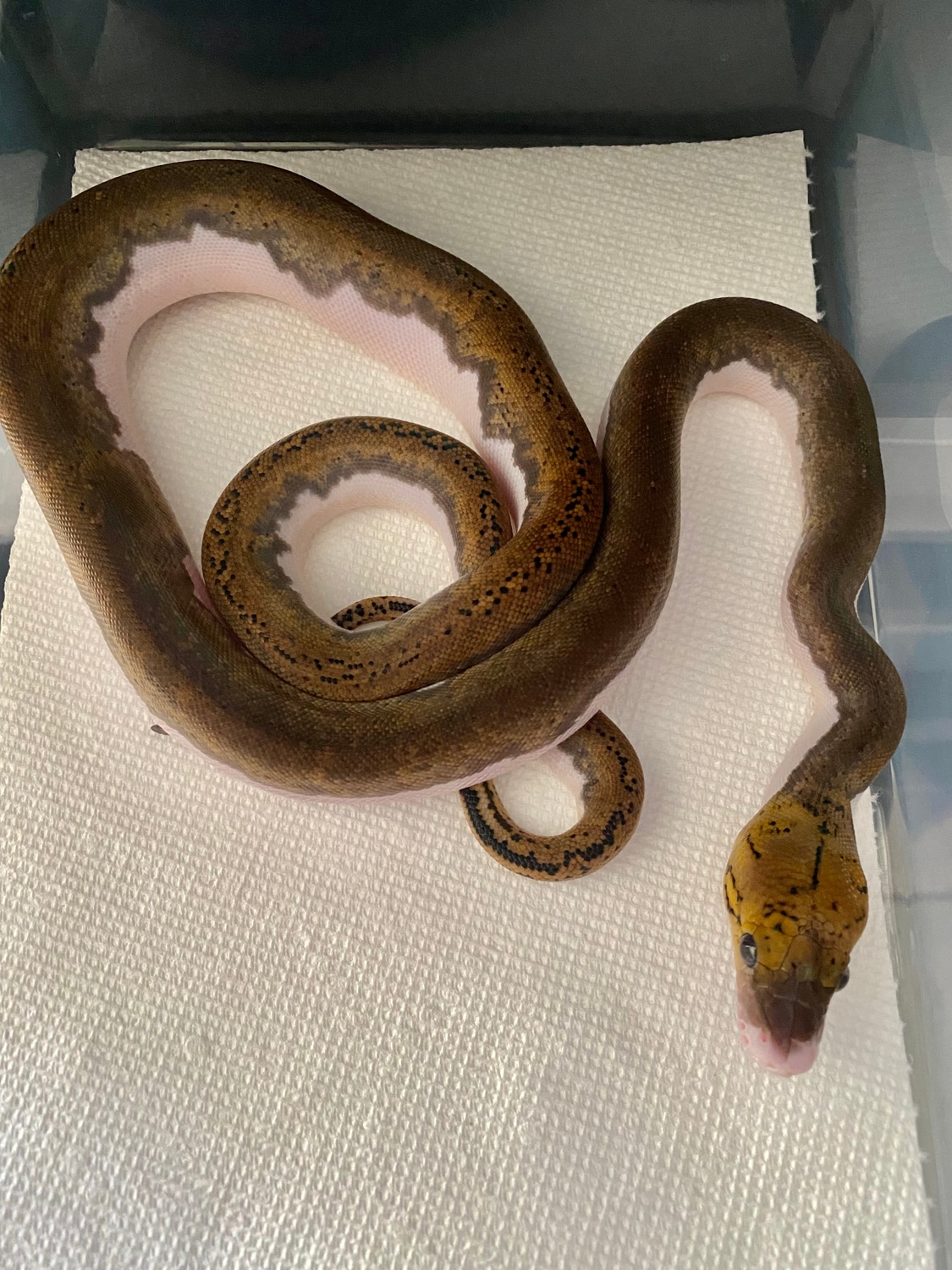 Tiger Pied Het Albino Reticulated Python by Sin City Exotics - MorphMarket