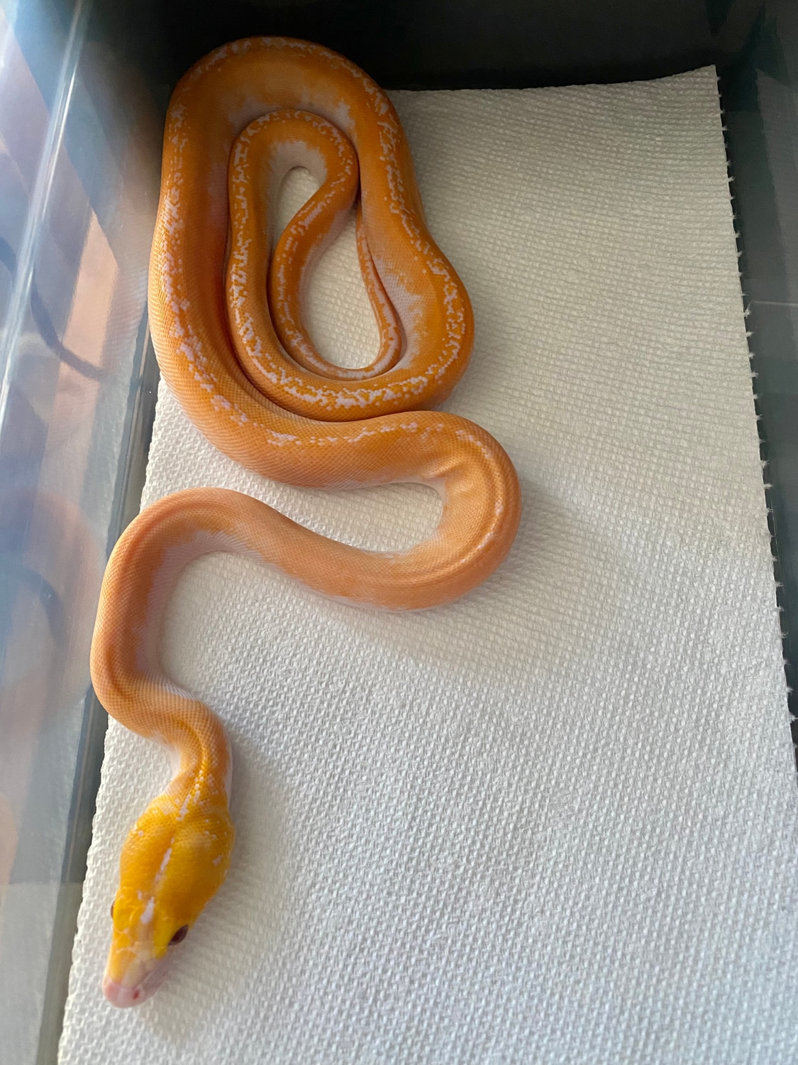 Albino Tiger Pied Reticulated Python by Sin City Exotics - MorphMarket