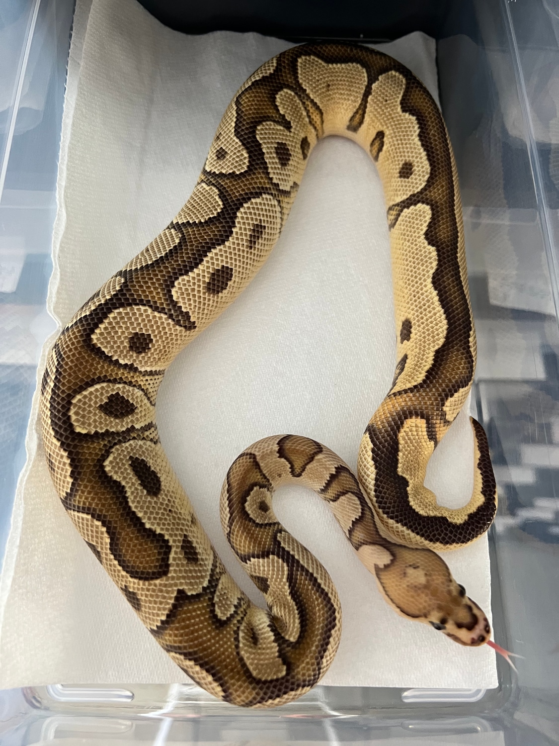 Fire Clown Ball Python by Sin City Exotics - MorphMarket