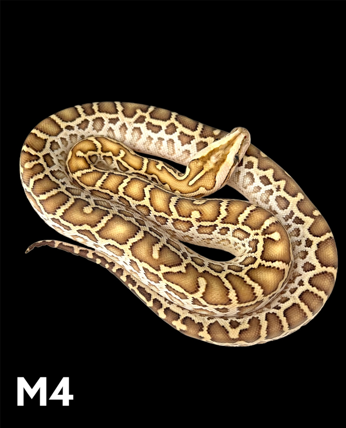 Hypo Het Granite 66% Het Albino 50% Het Green Burmese Python by Sin ...