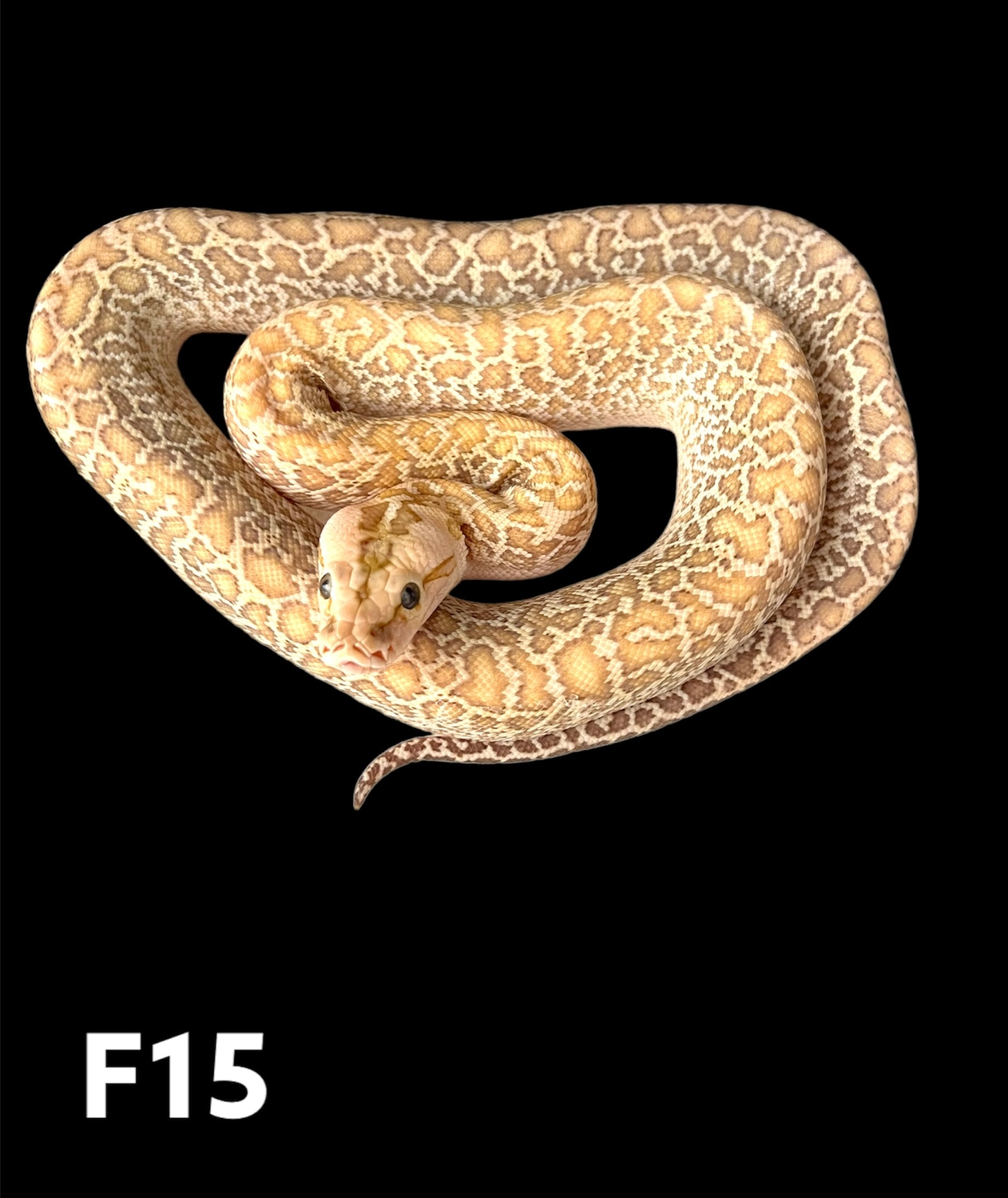 Hypo Green Burmese Python