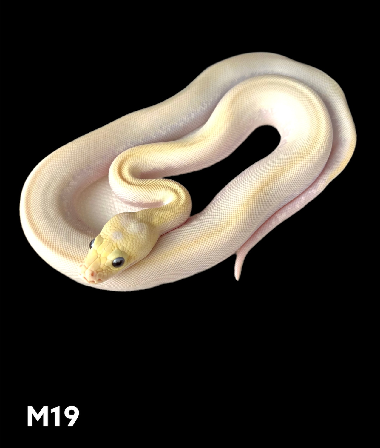 Ivory Granite 66% Het Albino 50% Het Green Burmese Python by Sin City ...