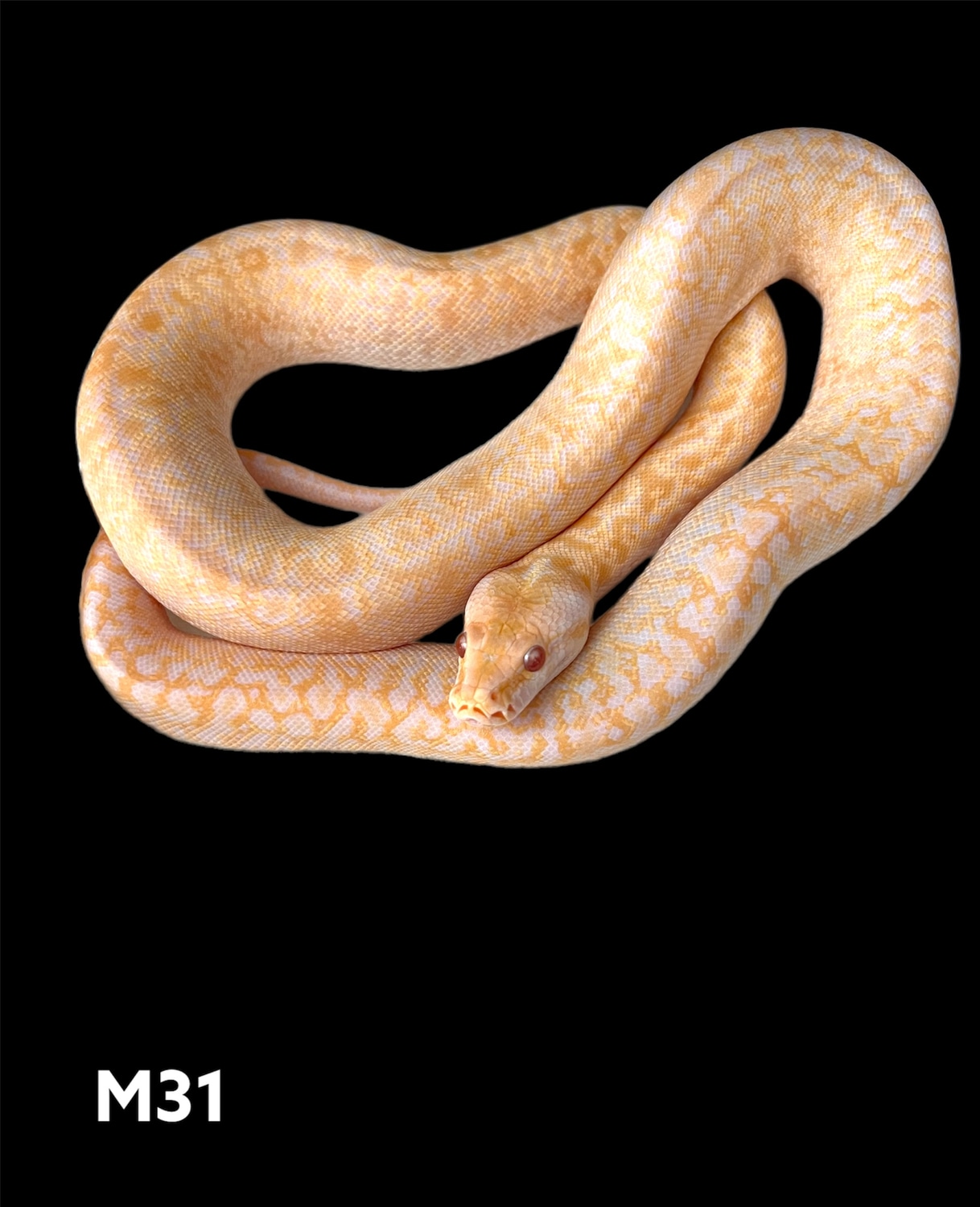 Albino Granite 50% Het Green Burmese Python by Sin City Exotics ...