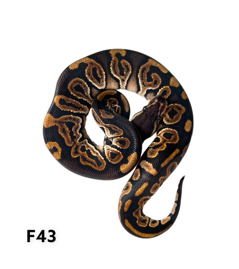 Black Pastel 66% Het Pied Ball Python by Sin City Exotics