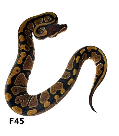 66% Het Pied Ball Python by Sin City Exotics