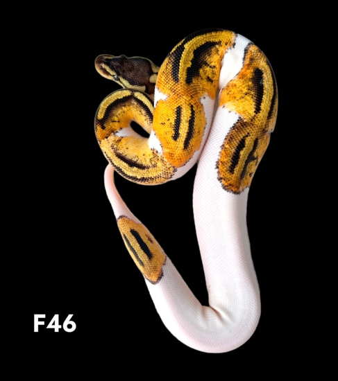 Pastel Pied Ball Python by Sin City Exotics