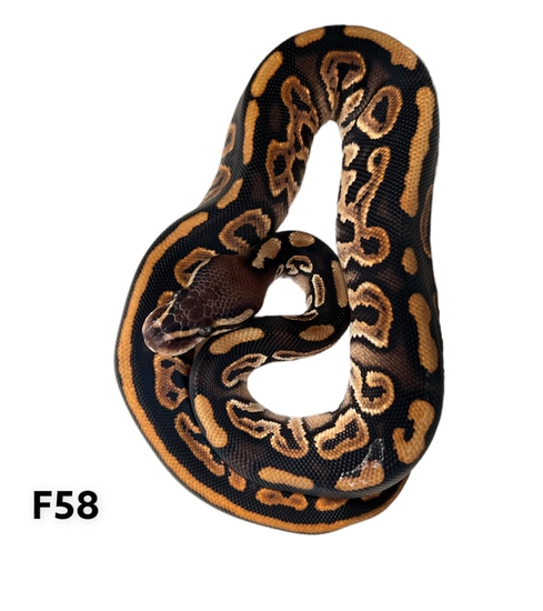 Black Pastel 66% Het Pied Ball Python by Sin City Exotics