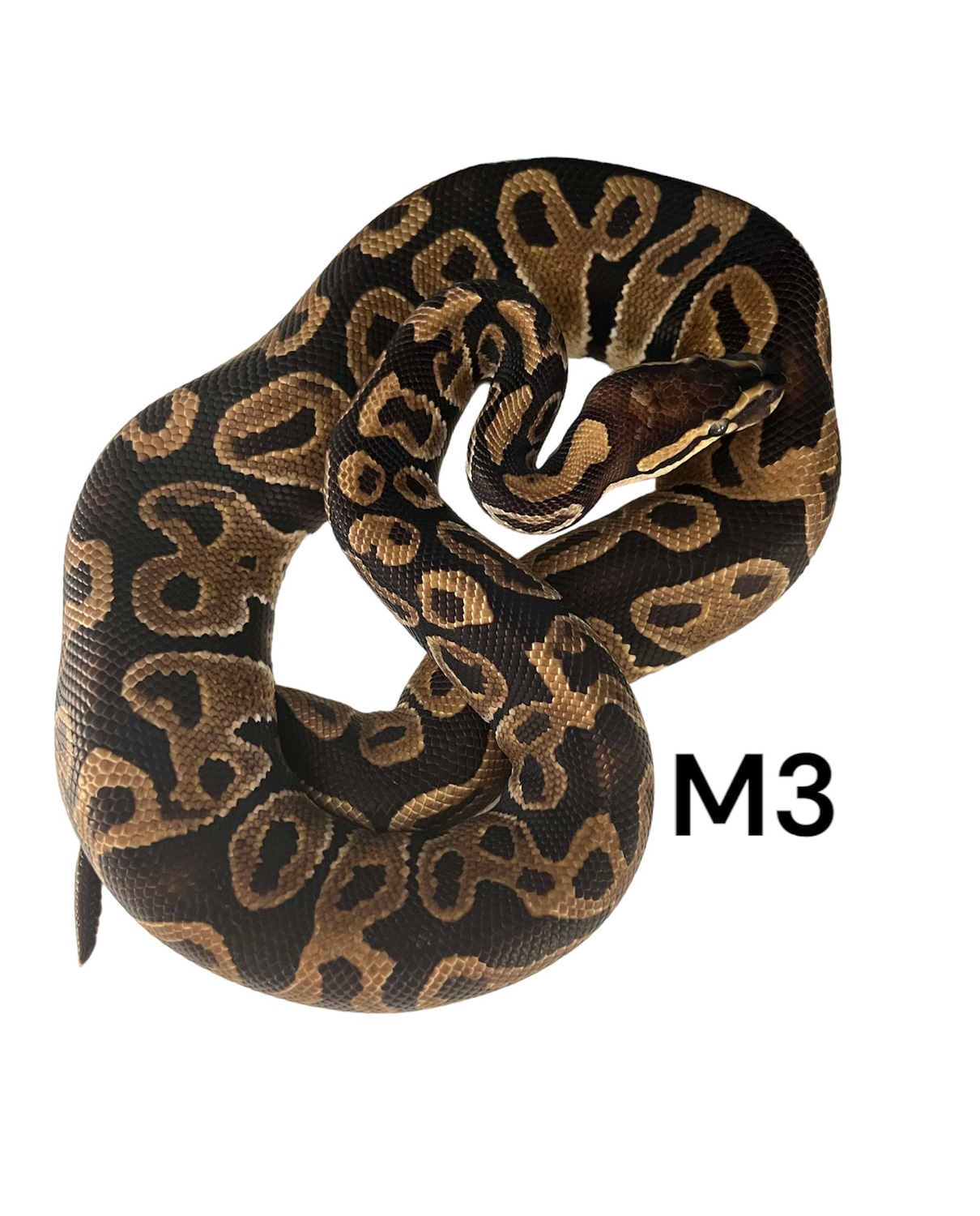 Volta Ball Python by Sin City Exotics - MorphMarket