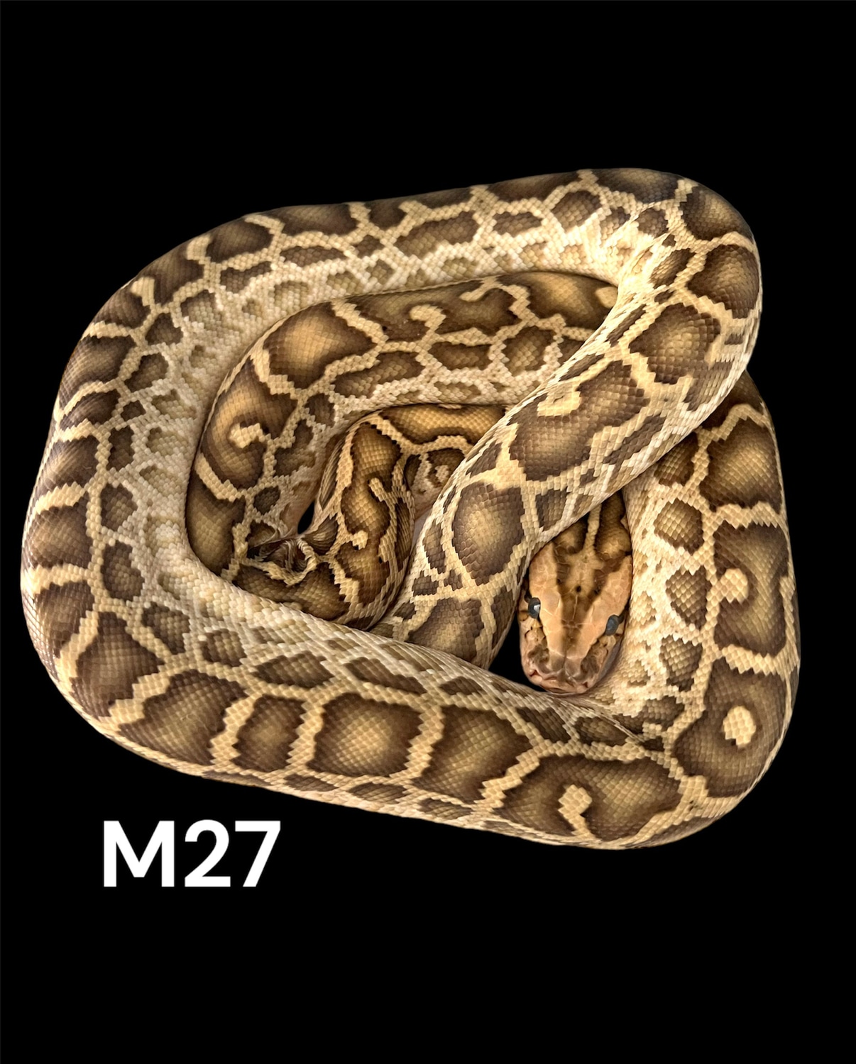 Hypo Het Granite 66% Het Albino 50% Het Green Burmese Python by Sin ...