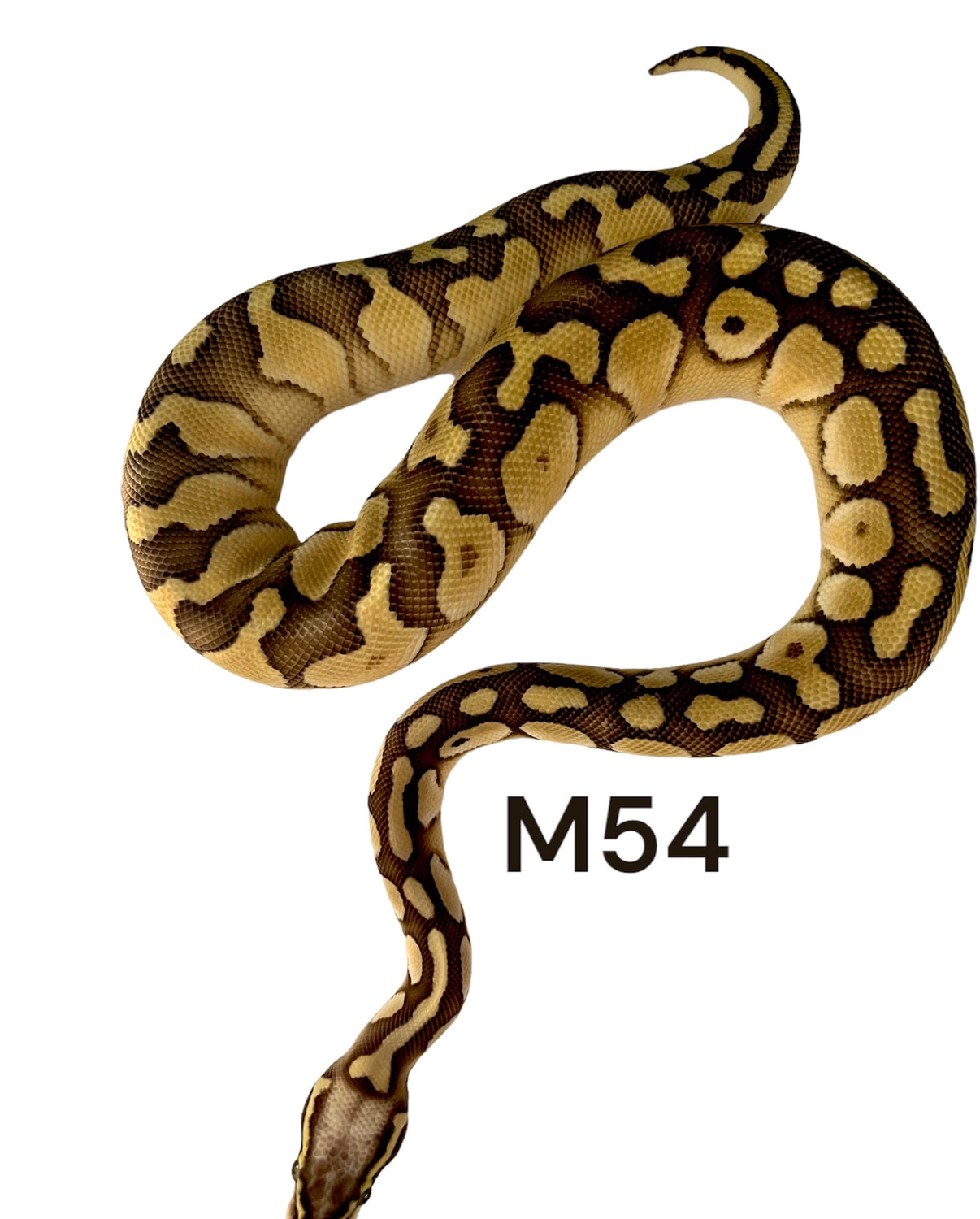 Super Pastel Lesser Ball Python by Sin City Exotics - MorphMarket