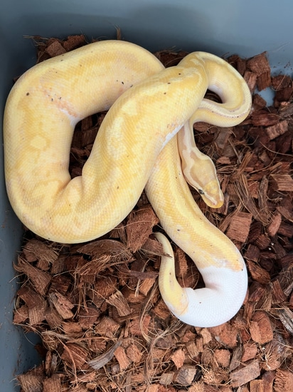 Banana Pastel Pied Ball Python by Sin City Exotics