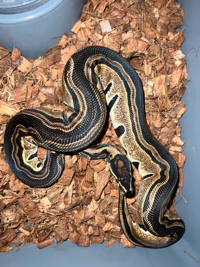 Tri-stripe Ball Python by Sin City Exotics