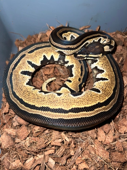 Tri-Stripe Ball Python by Sin City Exotics