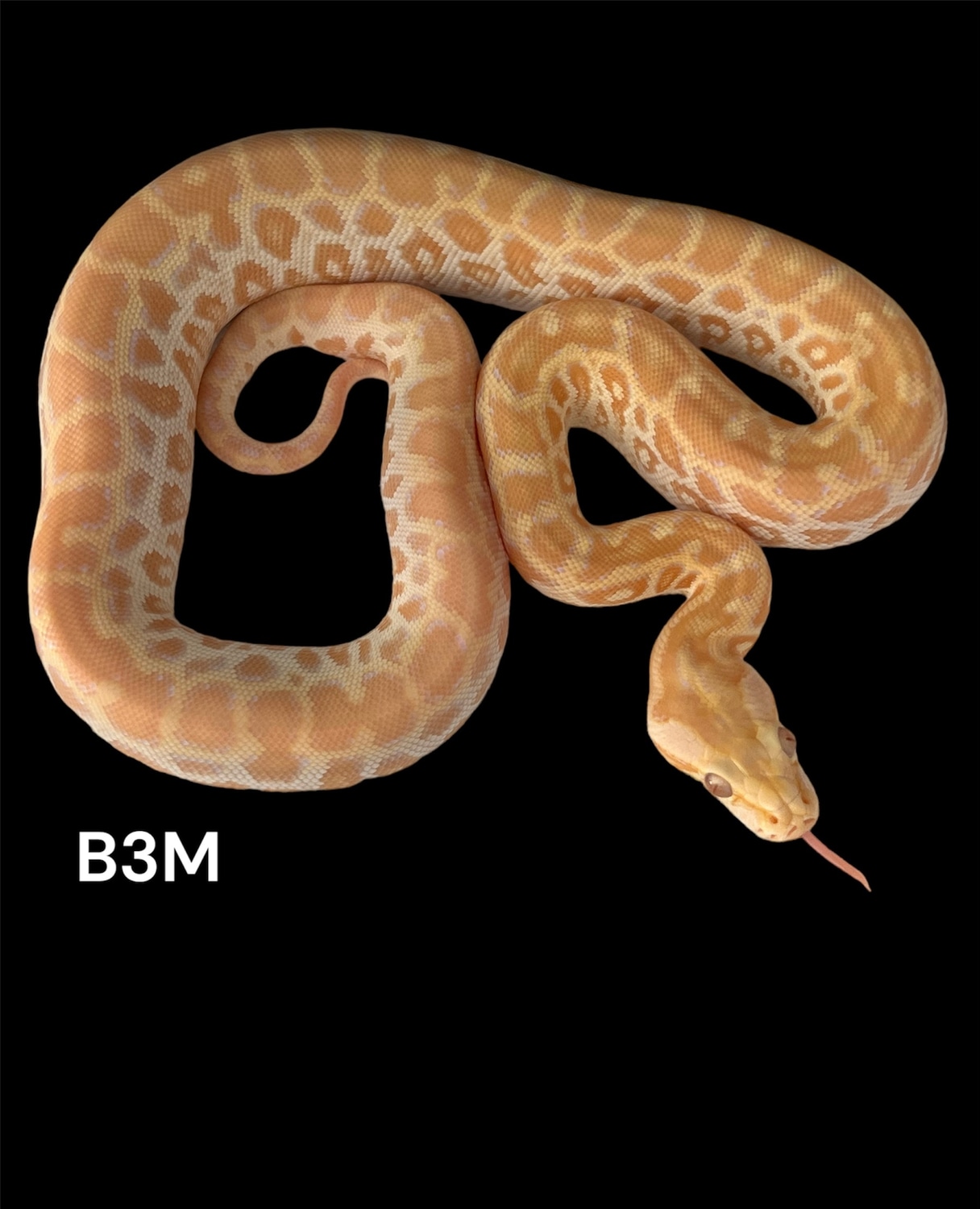Pearl 66% Het Granite 50% Het Caramel Green Burmese Python by Sin City ...