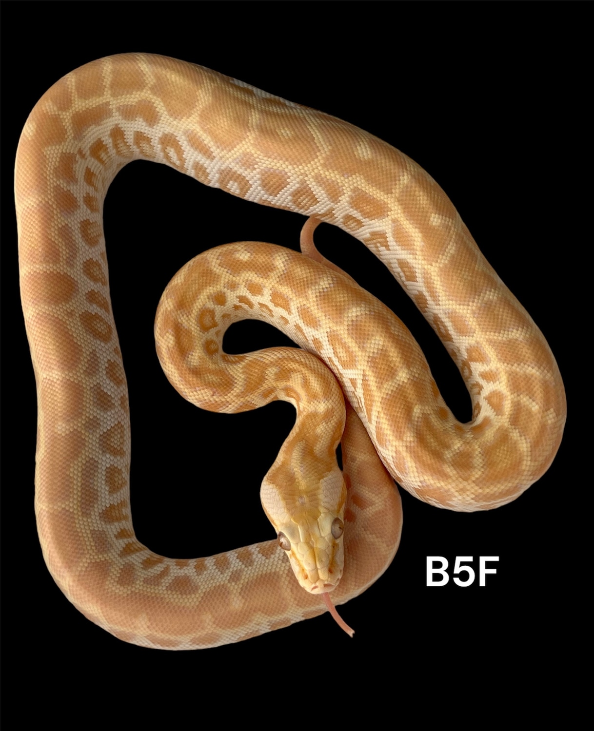 Pearl 66% Het Granite 50% Het Caramel Green Burmese Python by Sin City ...