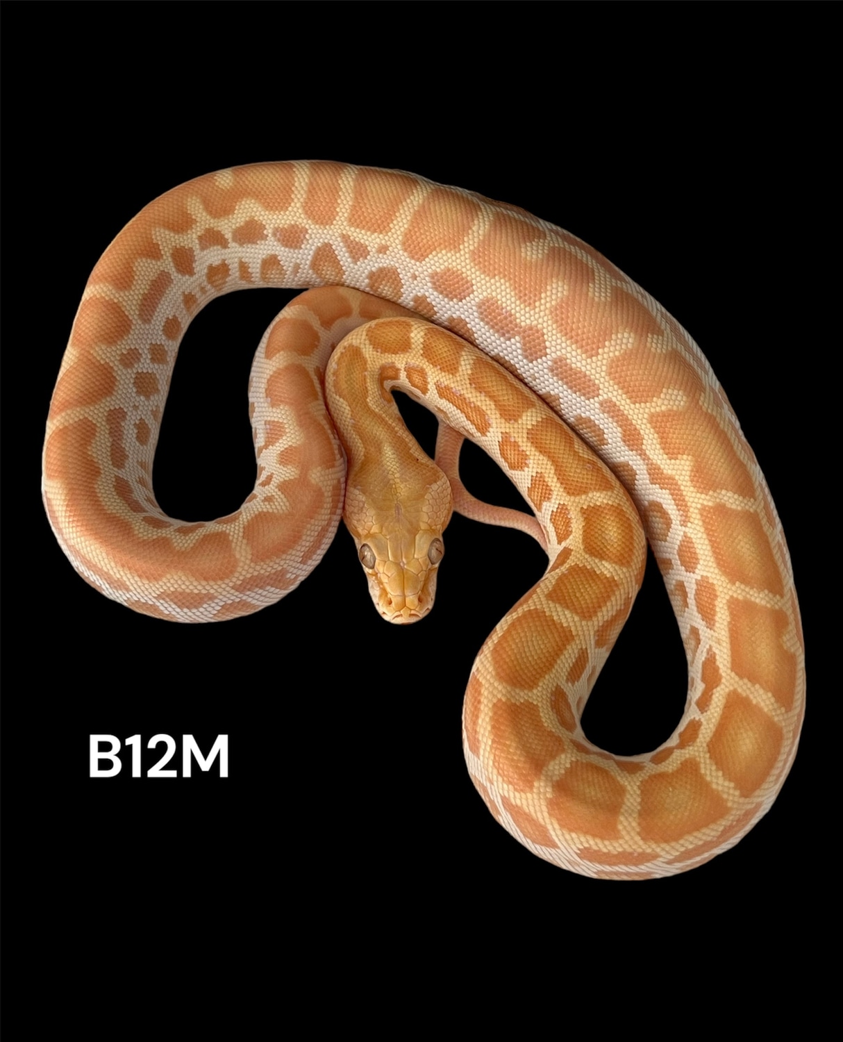 Pearl 66% Het Granite 50% Het Caramel Green Burmese Python by Sin City ...