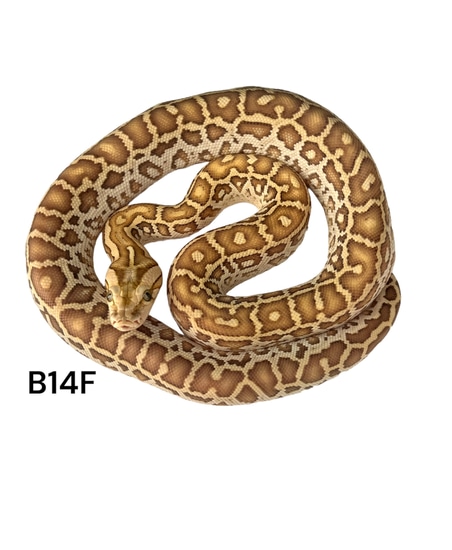 Hypo Het Albino 66% Het Granite 50% Het Caramel Green Burmese Python by ...