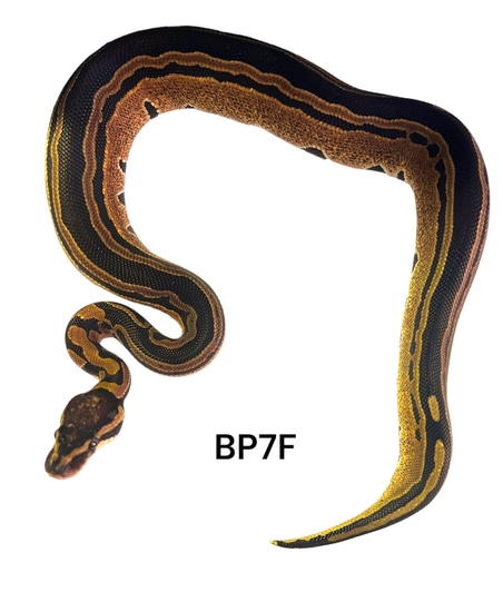 Tristripe Ball Python by Sin City Exotics