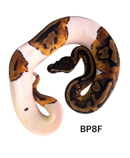Pied Ball Python by Sin City Exotics