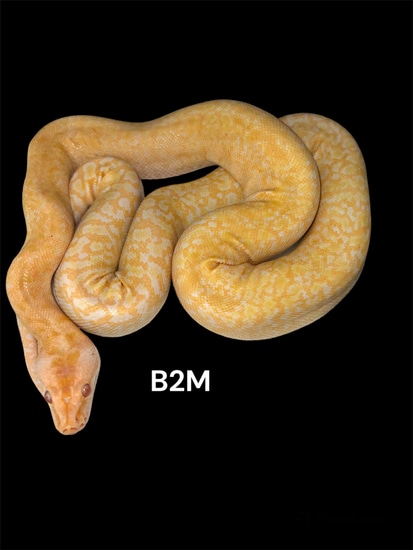 Albino Granite 50% Het Caramel Green Burmese Python by Sin City Exotics