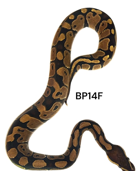 Normal Ball Python by Sin City Exotics