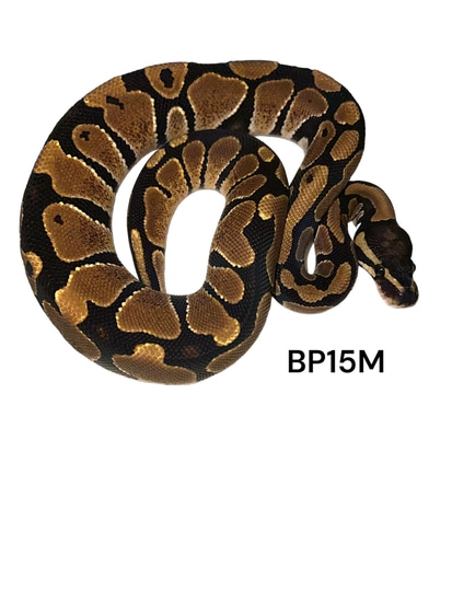 Normal Ball Python by Sin City Exotics