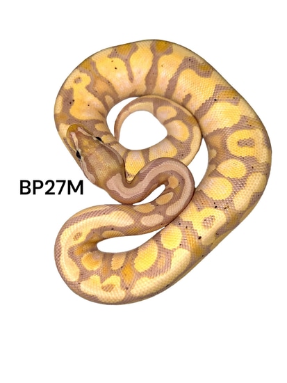 Banana Pastel Ball Python by Sin City Exotics