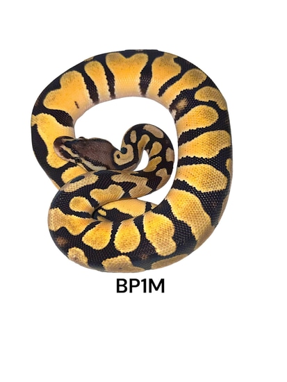 Pastel Super Orange Dream Ball Python by Sin City Exotics