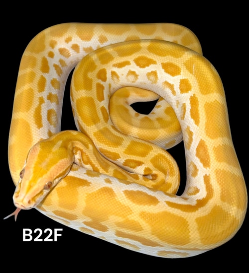Pearl 66% Het Green Granite 50% Het Caramel Burmese Python by Sin City ...