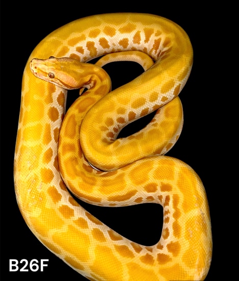 Pearl 66% Het Green Granite 50% Het Caramel Burmese Python by Sin City ...