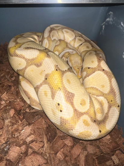 Banana Pastel Het Pied *Proven Breeder* Ball Python by Sin City Exotics