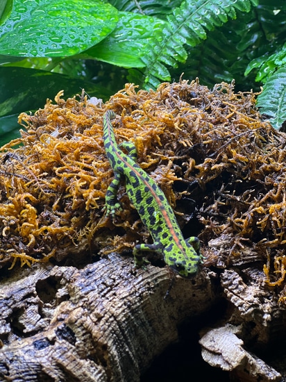 Marbled Newts - Breeding Group by Sin City Exotics