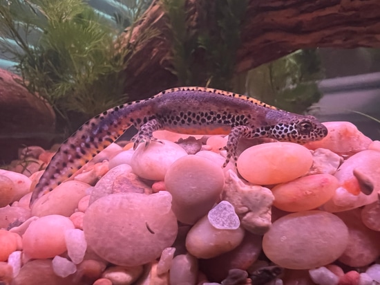 Alpine Newts by Sin City Exotics