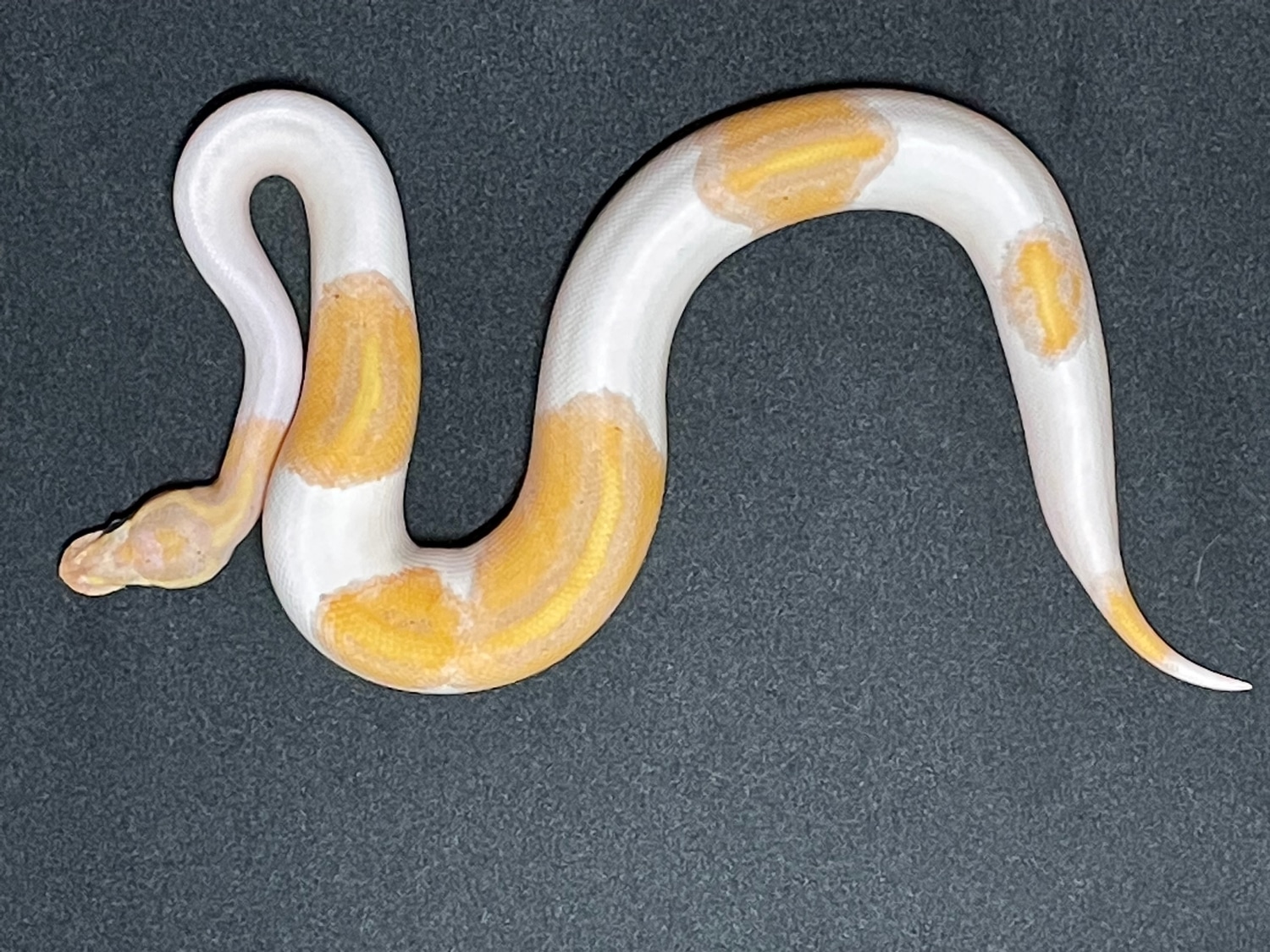 Yearling Male Banana Pied 800 Shipped Ball Python by Little Bermuda ...
