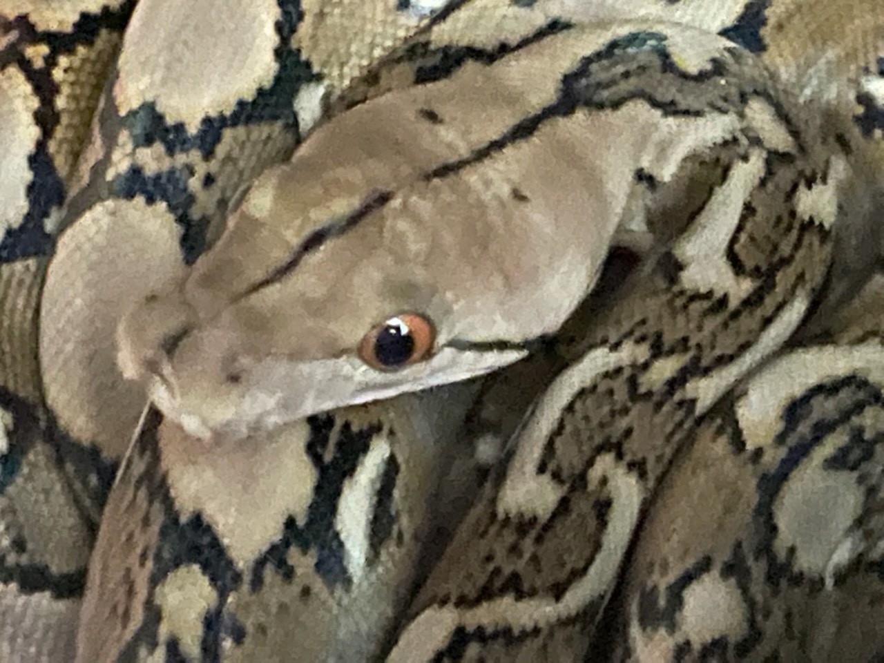 Normal Het Albino 300 Shipped Reticulated Python by Little Bermuda ...