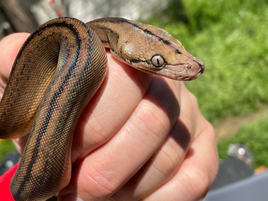 GoldenChild Het Albino Reticulated Python by Little Bermuda Reptiles