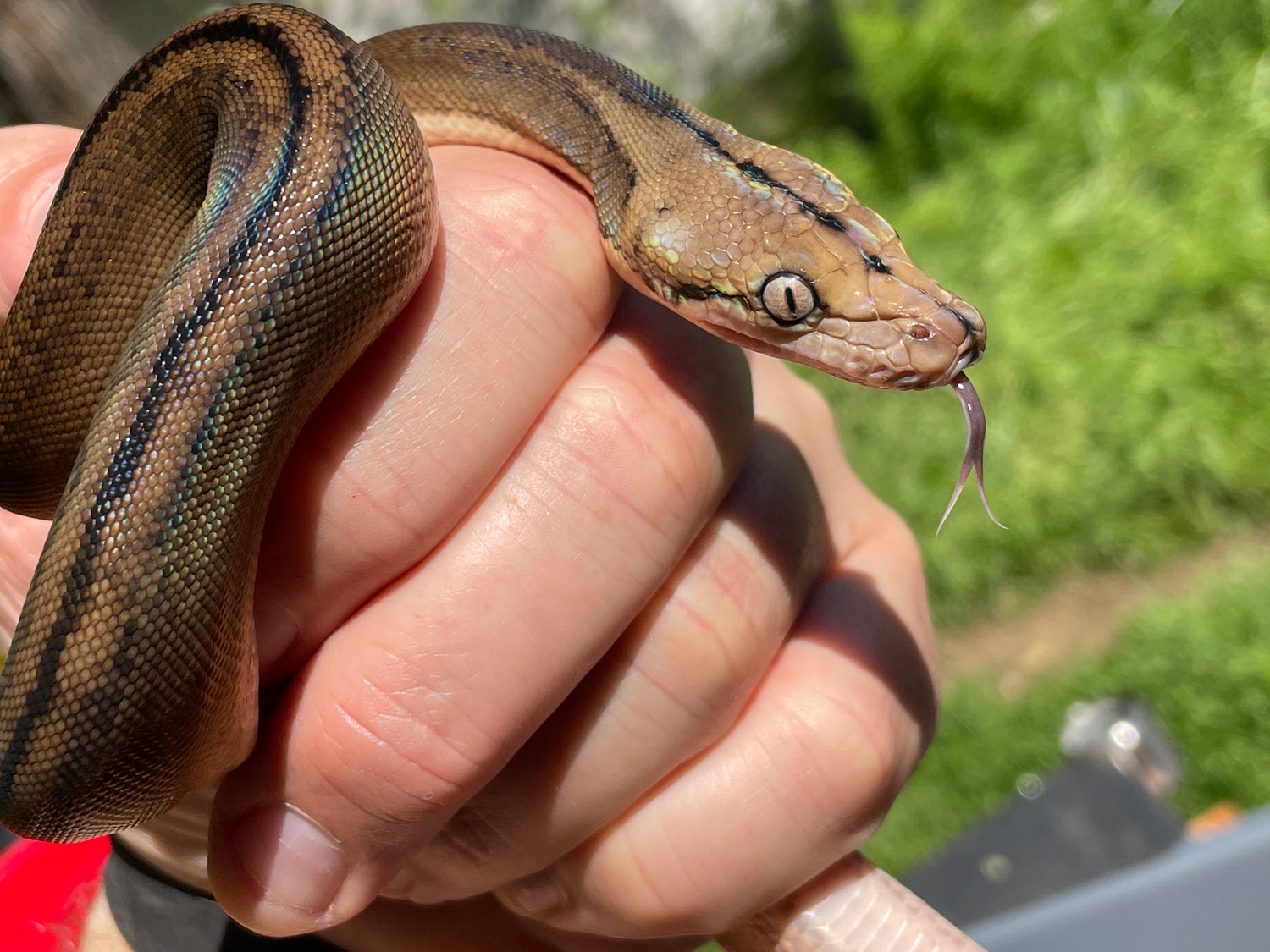 Pairs (335$ Shipped) Reticulated Python by Little Bermuda Reptiles ...