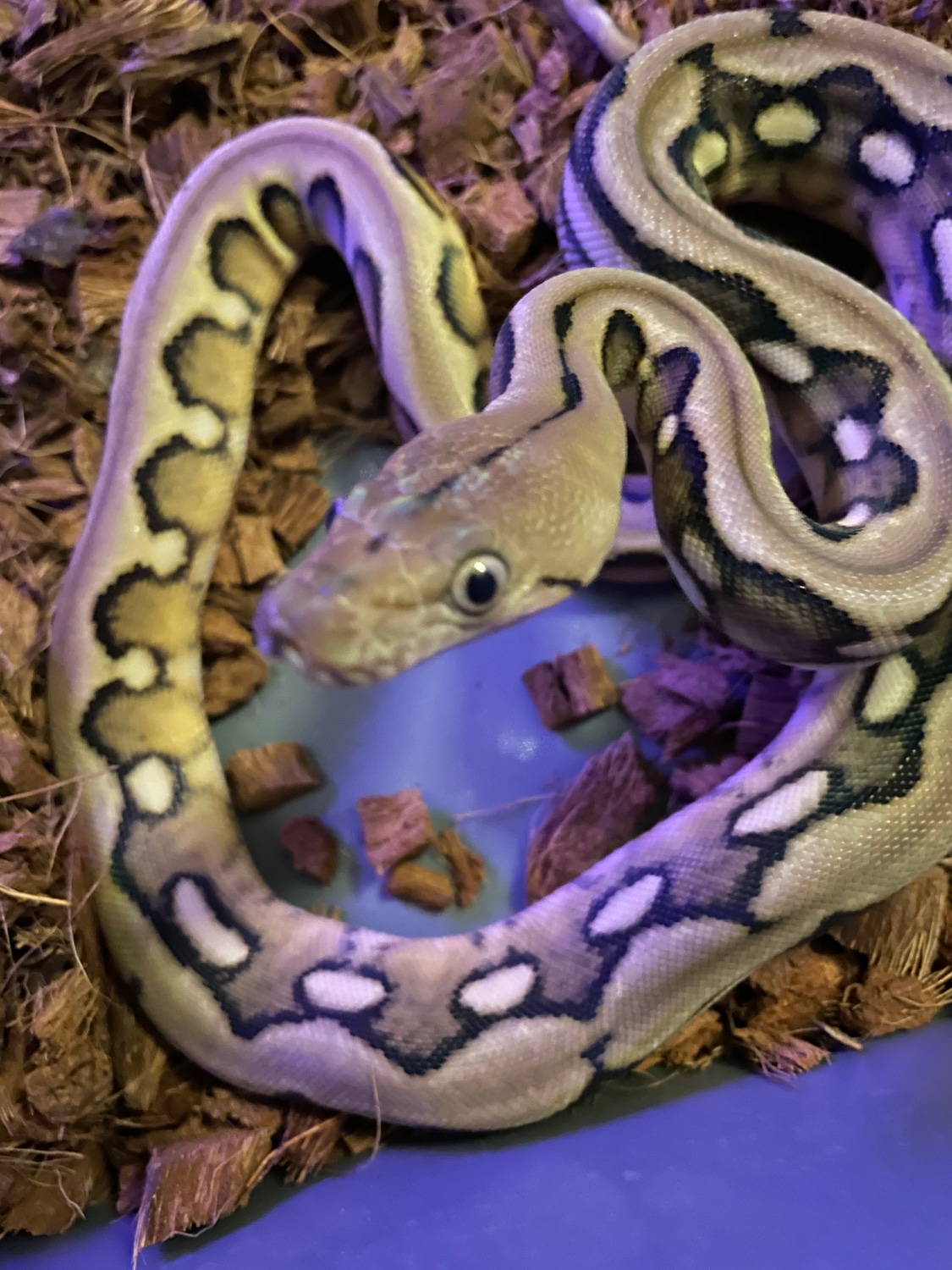 Tiger Het Abino Reticulated Python by Little Bermuda Reptiles - MorphMarket